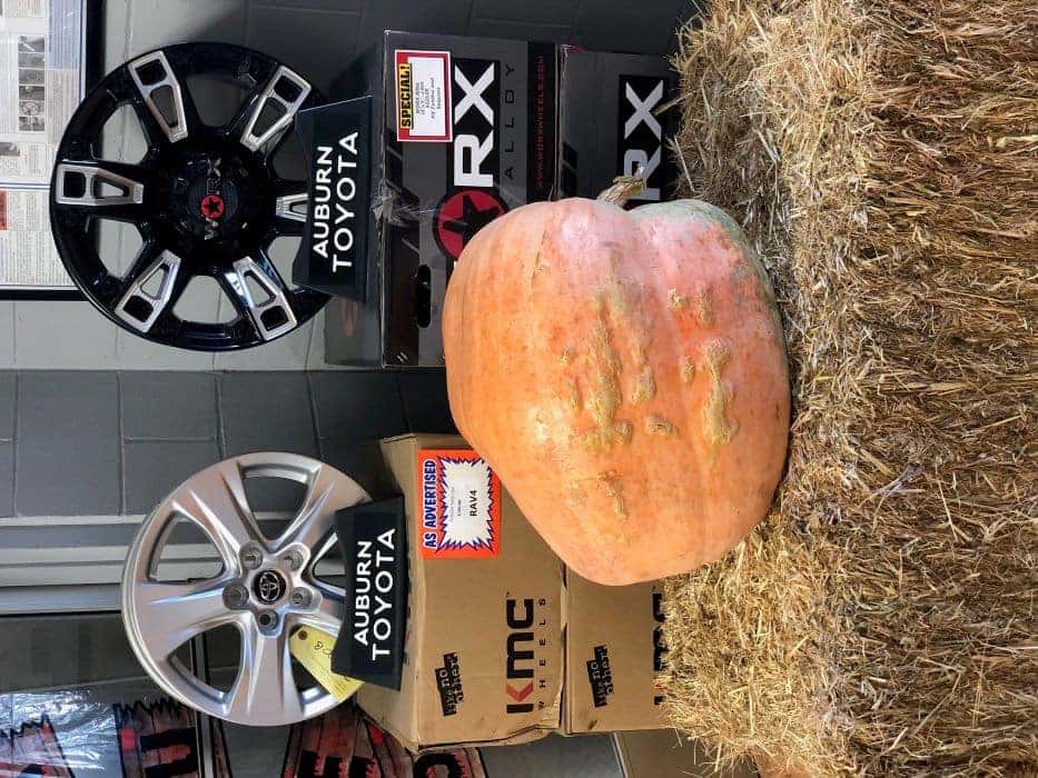 Pumpkin | Auburn Toyota