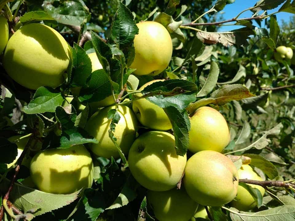 APPLE ORCHARDS NEAR NAPERVILLE | Bill Jacobs MINI