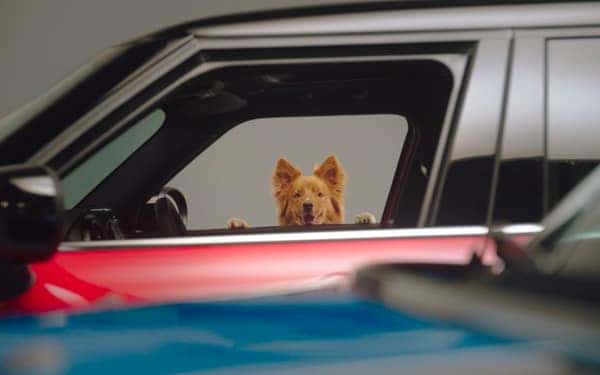 WHICH MINI COOPER IS BEST FOR DOGS? | Bill Jacobs MINI