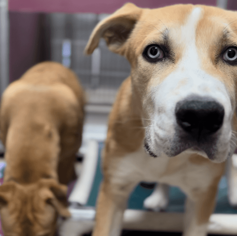 SafeHaven Humane Society | Subaru of Albany