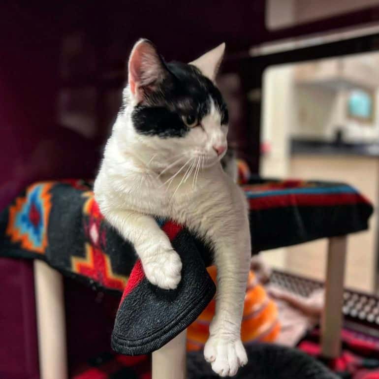 SafeHaven Humane Society | Subaru of Albany