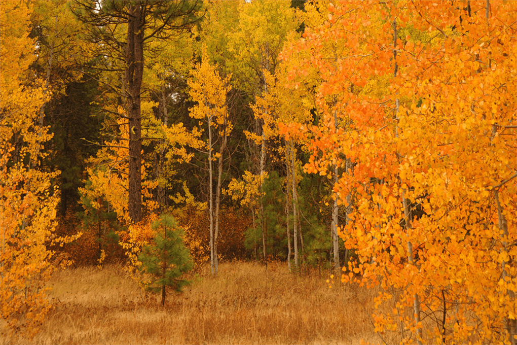 5 Places Nearby to Find Breathtaking Autumn Foliage This Fall ...