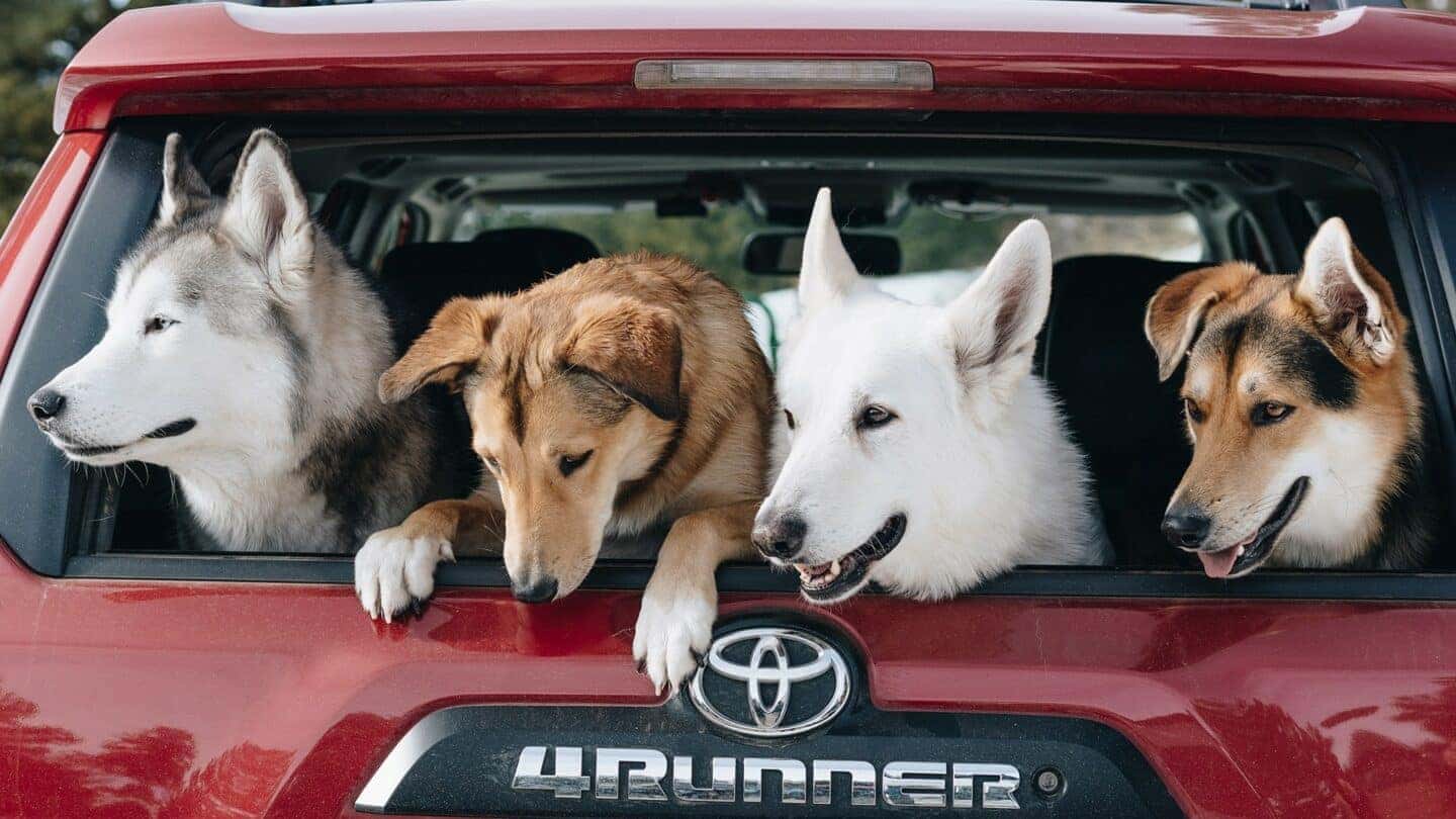 Best Dog Cars - Toyota Edition | Wilsonville Toyota